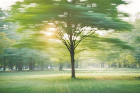 Premium Photo Blur Of Tree In Natural Park Background