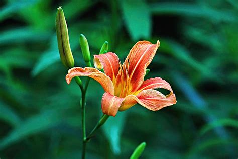 Lily In Woods Photograph By William Jobes Fine Art America