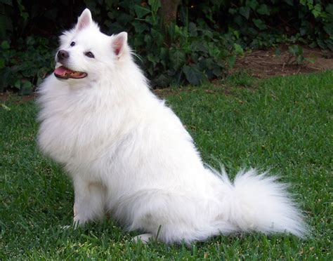 Perros Spitz