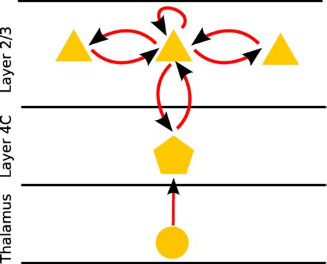 5 This Figure Shows The Simplification Of The Excitatory Cortical Download Scientific Diagram
