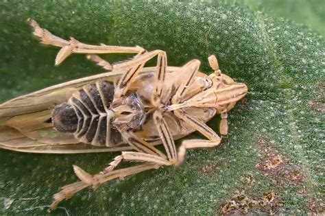 Stenocranus Minutus Naturespot