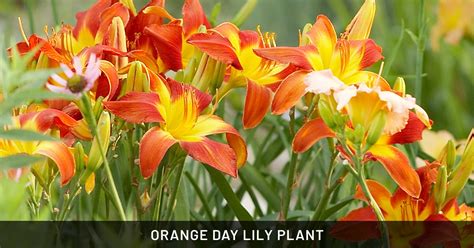 Orange Day Lily Treeier