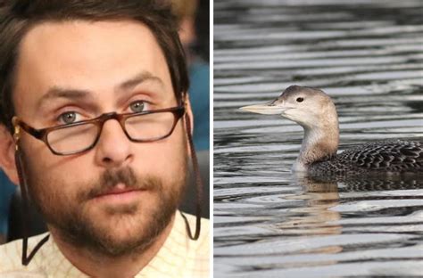 Bird Law Helps The Yellow Billed Loon In Las Vegas Of All Places The