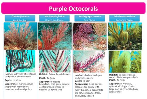 Draft Page For The Octocoral Field Identification Guide Download Scientific Diagram