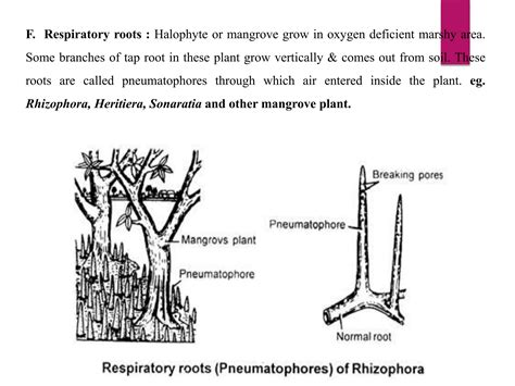 Lec 5 Root Morphologypptx