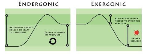 Ap Biology Labs Endergonic Vs Exergonic Ami