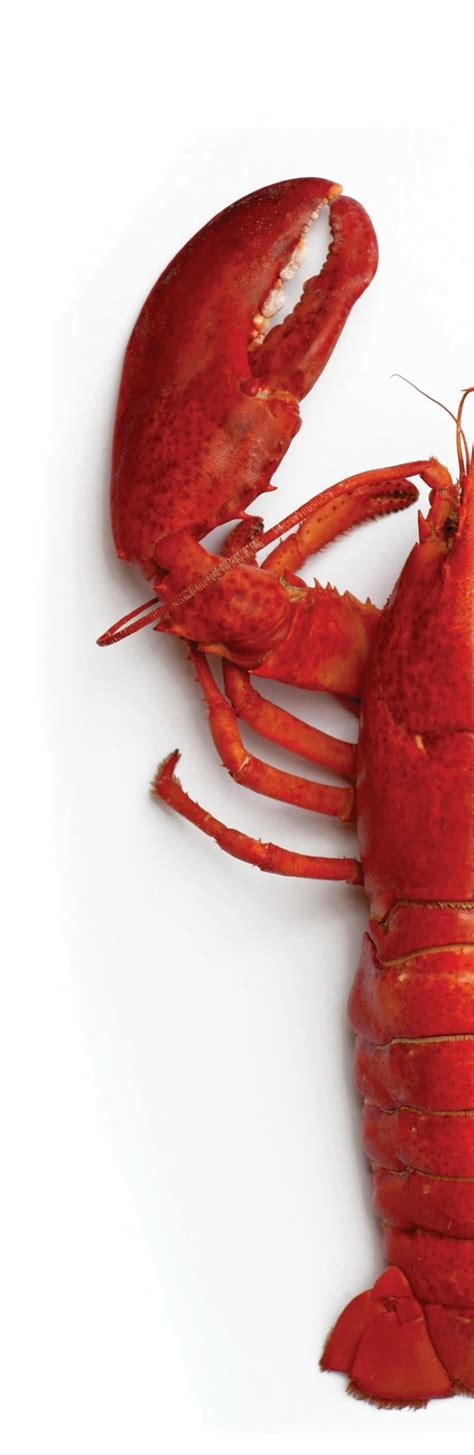 Live Lobster Cooking Guide Lobster Gram Dartagnan
