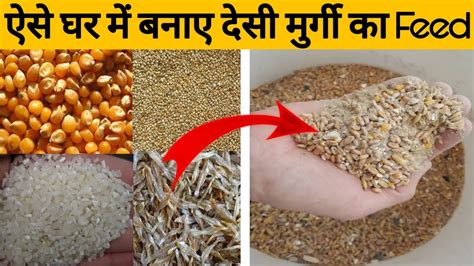 50 KG का रेट में 150 KG बनकर तैयार | ऐसे घर में बनाए देसी मुर्गी का ...
