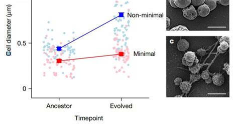 유전자 493개 합성박테리아 진화 확인