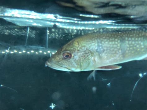 Temensis Peacock Bass For Sale Exotic Fish Shop 774 400 4598