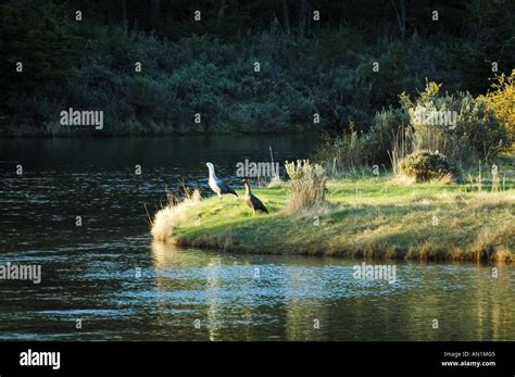 Upland Geese At The Lapataia River Tierra Del Fuego National Park