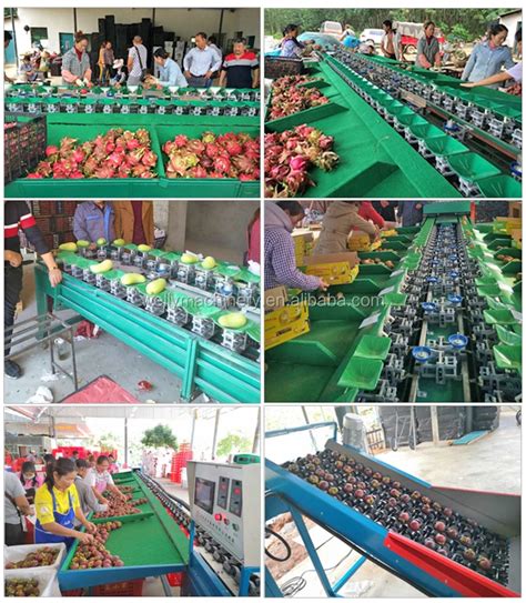 Durian Grading Machine Efficient Fruit Sorting Solutions