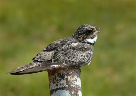 Common Nighthawk Mouth