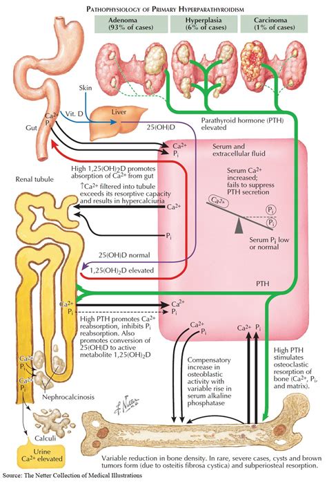 Pathophysiology Of Primary Manual Of Medicine