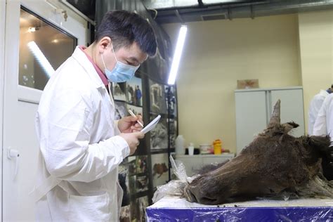 Scientists Are Looking To Clone Extinct Bison That Froze Over 8000 Years Ago