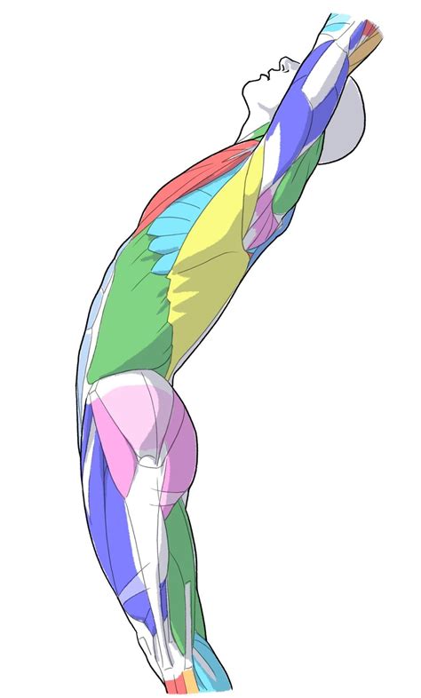 Home X Human Anatomy Drawing Anatomy Art Human Anatomy Art
