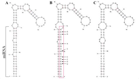 Predicted Secondary Structures Of Pre Mirnas The Predicted Structures Download Scientific