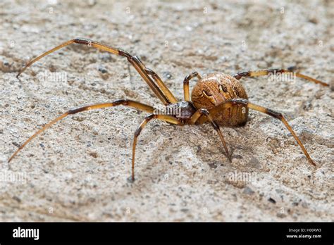 Female Brown Widow Spider