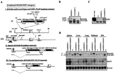 Conditional Rosa26 E2f1 Transgenic Mice A I Structure Of The Download Scientific Diagram