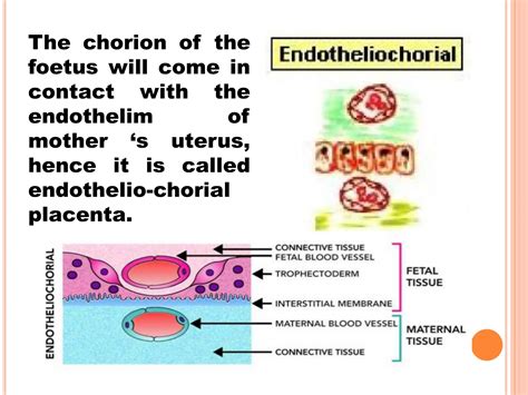 Placenta Structure And Types And Functionpdf