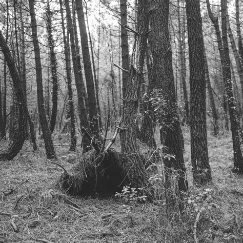 Bosque Viejo Amberes Revista Cultural