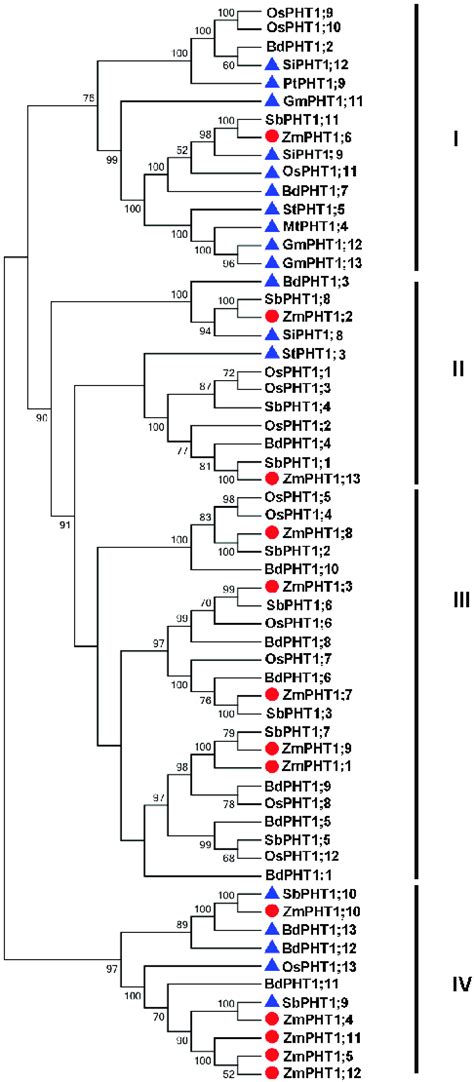 Phylogenetic Analysis Of Pht1 Transporters Between Maize And Other