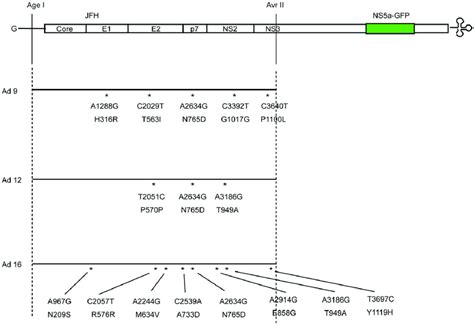 Genetic Mutations Identified In Cell Culture Adapted Hcv Rnas A