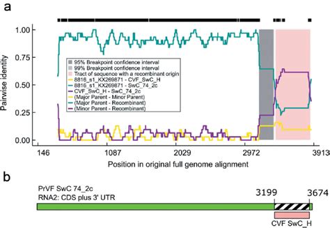 Colour Online Schematic Representation Of A Putative Recombination