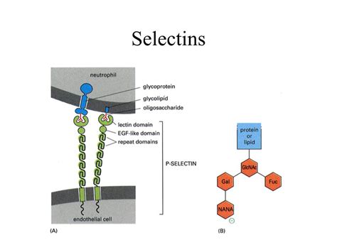Ppt Lymphocyte Homing Powerpoint Presentation Free Download Id6671171