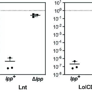 Deletion Of Lpp Protects Against Lipoprotein Maturation And Trafficking Download Scientific