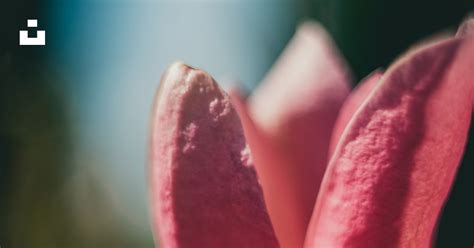 흐릿한 배경을 가진 분홍색 꽃의 클로즈업 사진 Unsplash의 무료 식물 이미지