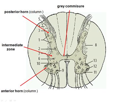MBBS Medicine Humanity First Anatomy Of Spinal Cord