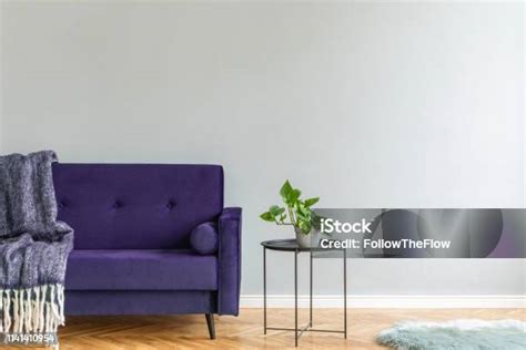 보라색 벨벳 디자인 소파 공장 카펫 및 우아한 담요와 검은 커피 테이블과 미니 멀리즘과 럭셔리 회색 홈 인테리어 비문 모의 포스터에 대 한 공간을 복사 합니다 갈색 나무