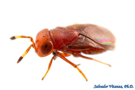 Hymenoptera Encyrtidae Discodes Encyrtids D Urban Programs El