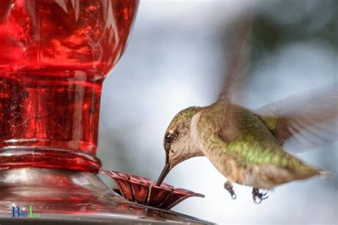 How To Refill Hummingbird Feeder 8 Steps Birds Idea