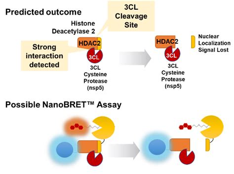 Nanobret™ Assays To Analyze Virushost Proteinprotein Interactions In
