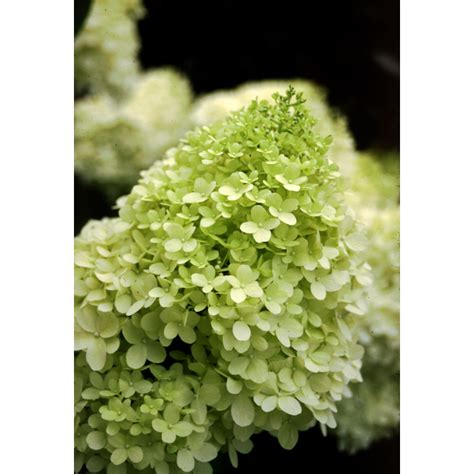 Assorted Hydrangea Assorted 2 Pot 2hysas0002 Rona