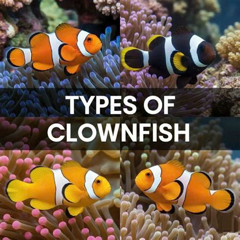 30 Types Of Clownfish Pictures And Identification