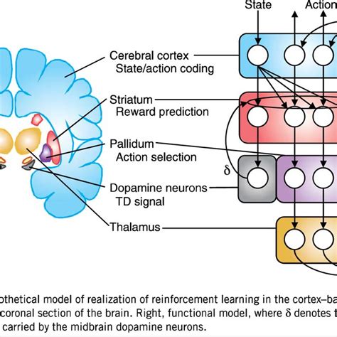 An Implementational Model For Reinforcement Learning Reprinted By
