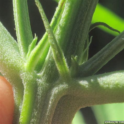 How Do I Determine A Female Sex Plant From A Male Page 13 420 Magazine