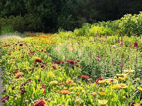 Davenport Flower Farm Party Visit Santa Cruz County