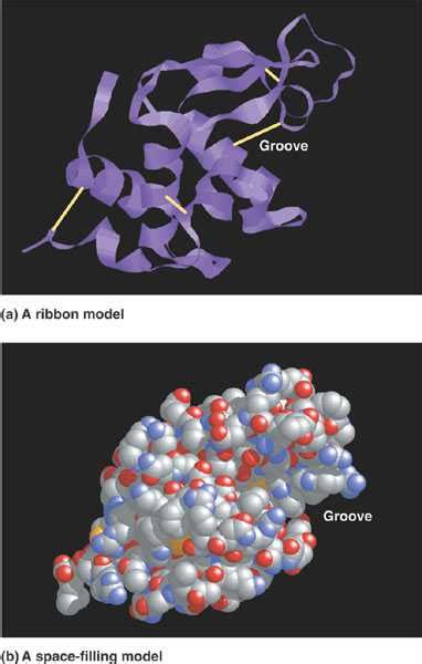 Lysozyme 05 19lysozyme L 