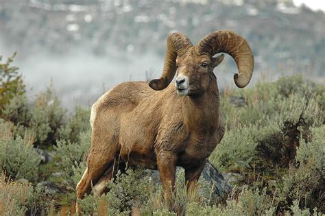 Org Animals Sheep Rocky Mountain Bighorn
