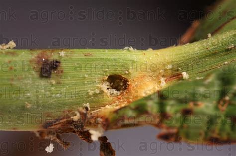 Diatraea Saccharalis Agro Slide Bank