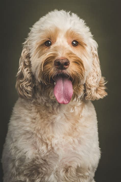 Cockapoo Photography In Royston Hertfordshire Dog Portrait Studio
