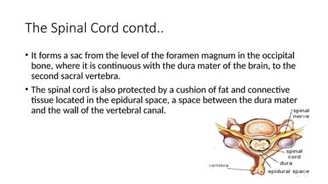 Cranial Nerves Spinal Cord Spinal Nerves Pptx