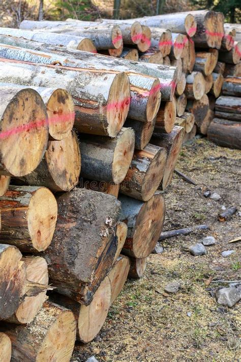 Tree Felling In Forest Stock Image Image Of Mortality 160807139