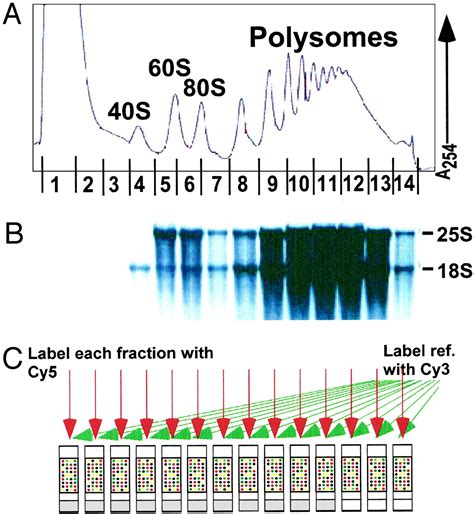 Genome Wide Analysis Of Mrna Translation Profiles In Saccharomyces Cerevisiae Pnas