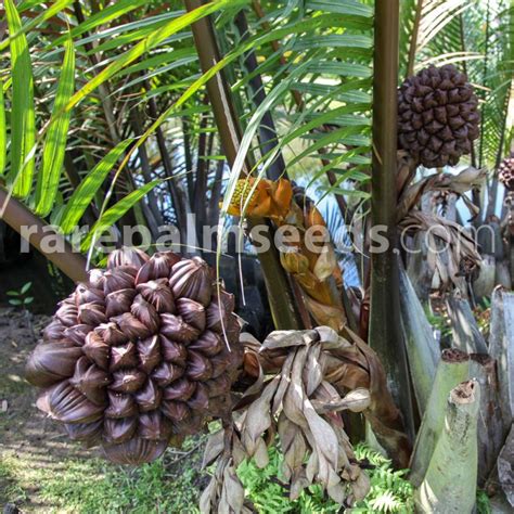 Nypa Fruticans Germinated Nypa Palm Mangrove Palm Buy Seeds At
