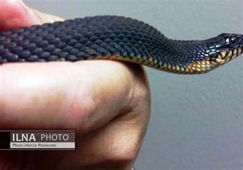 این مار بدون جفت‌گیری مادر می‌شود تصویر